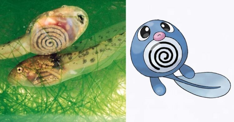 How The Gen 1 Pokemon Designs Made A Great First Impression - GamerBraves